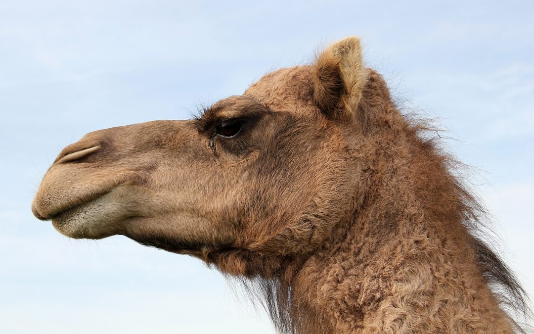 “Spotlight on Camelids: The International Year of 2024” | Qubixity.net