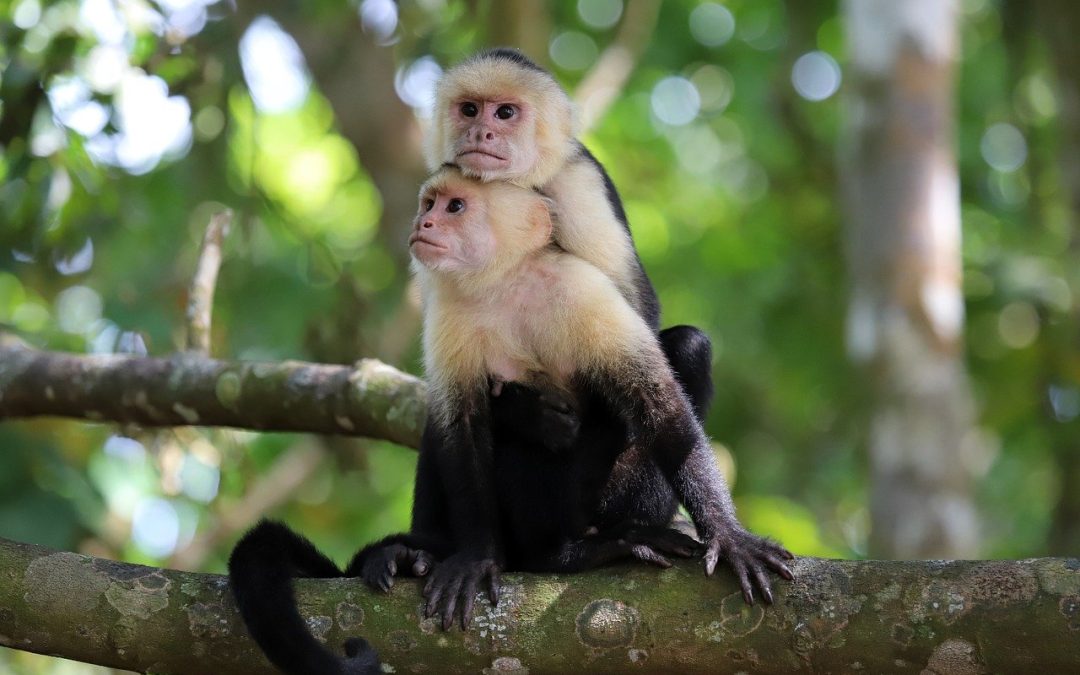 “PETA Urges Farrow & Ball to Adopt Vegan-Friendly Color Names ...